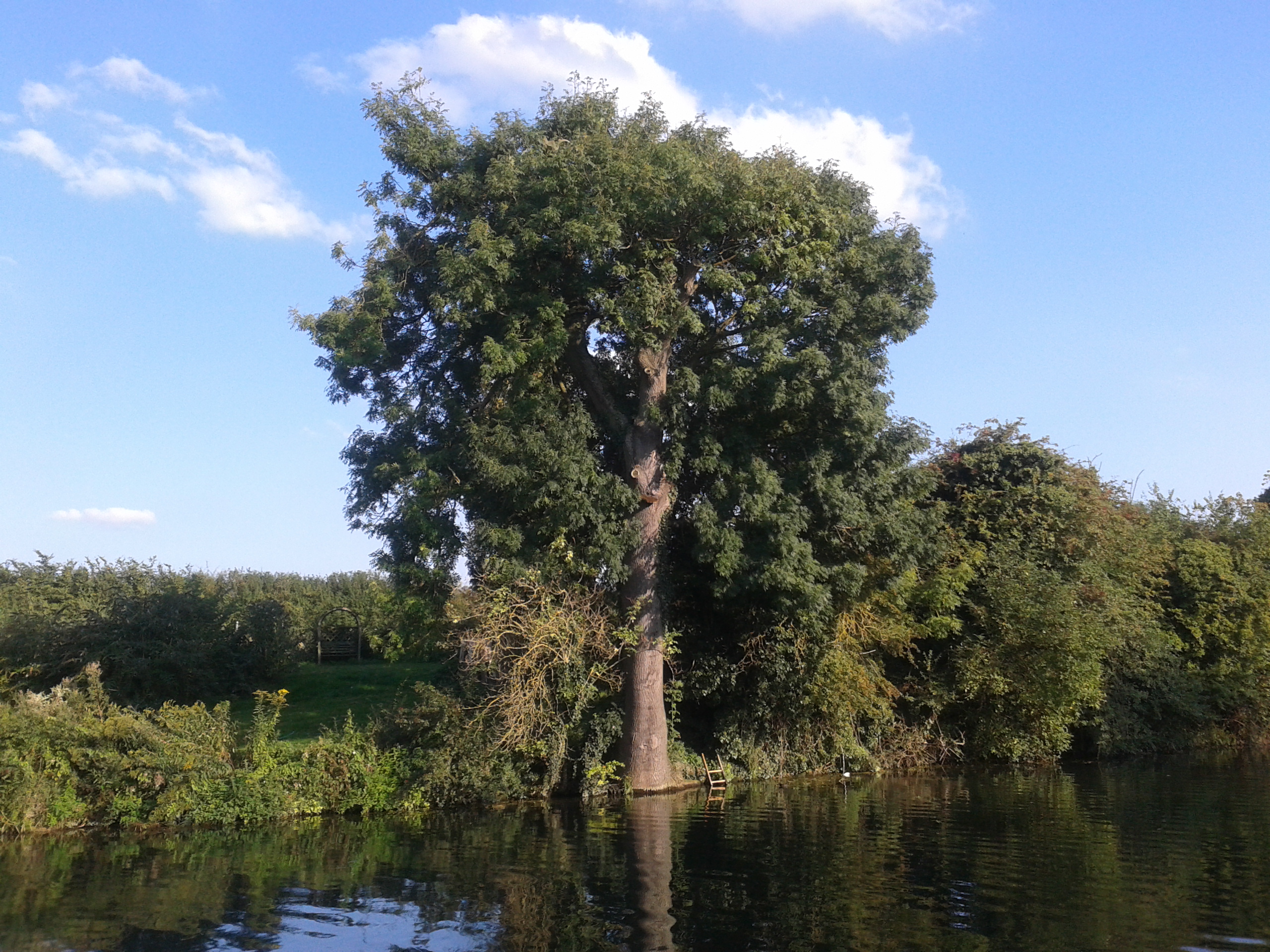 treepic | epic trees